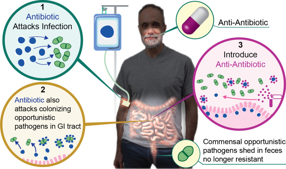 'Anti-antibiotic' allows for use of antibiotics without driving ...